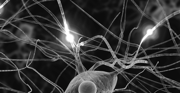 Learning By Doing: The Neurology of Math